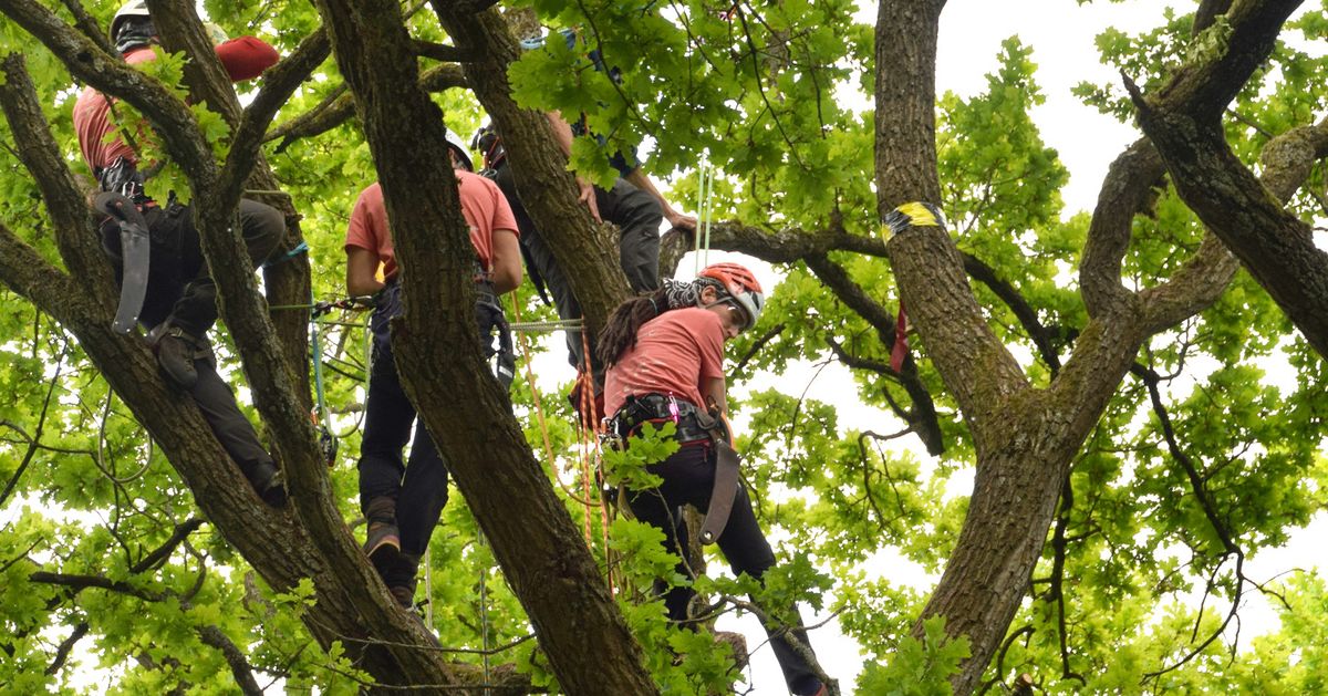 Freeworker-Blog » German Tree Climbing Championship 2019