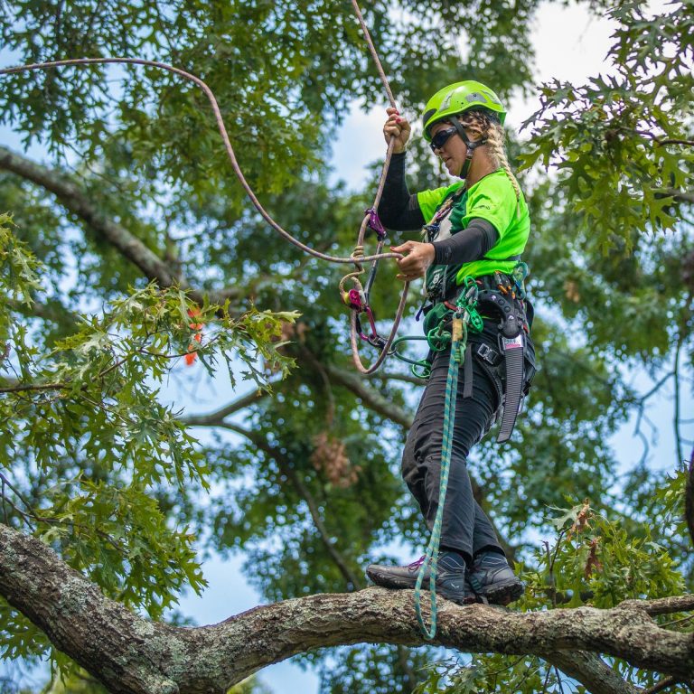 Freeworker-Blog » International Tree Climbing Championship 2019
